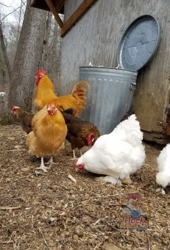 Managing Chicken Coop Smell - Backyard Poultry